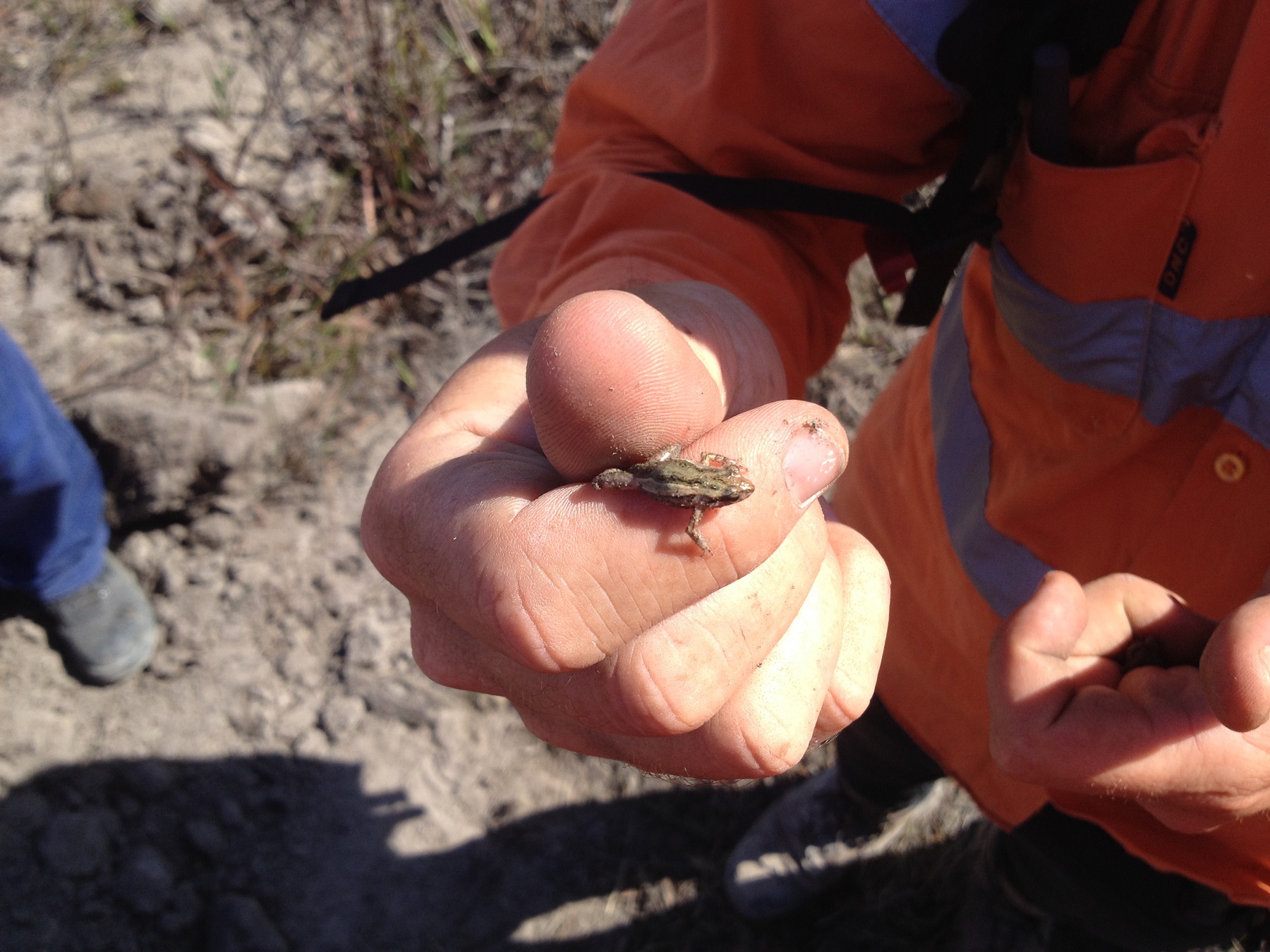 Wallum Froglets Found On Construction Project (Sunshine Coast ...